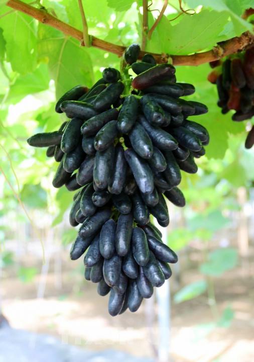Cấp bằng bảo hộ cho hai giống nho mới | Journal of Vietnam Agricultural ...